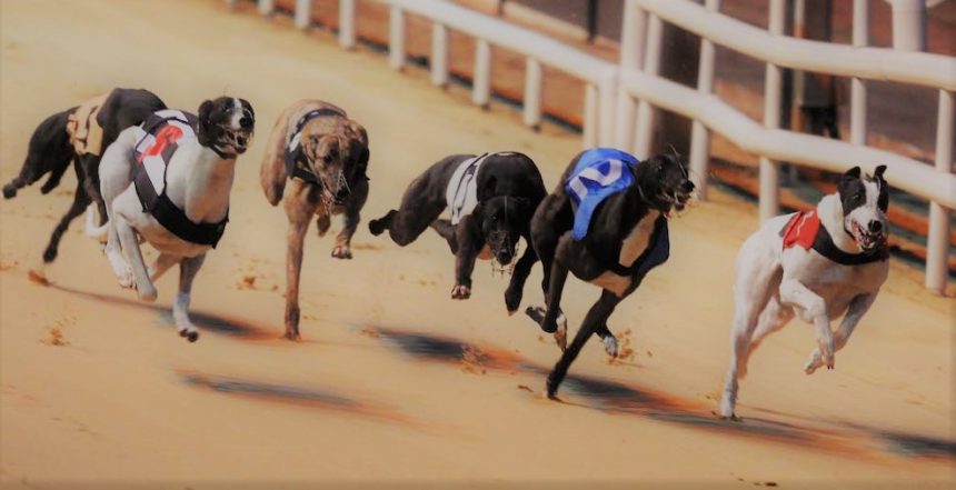 Apuestas de perros, virtual y en vivo – ¿Como jugar en Colombia?